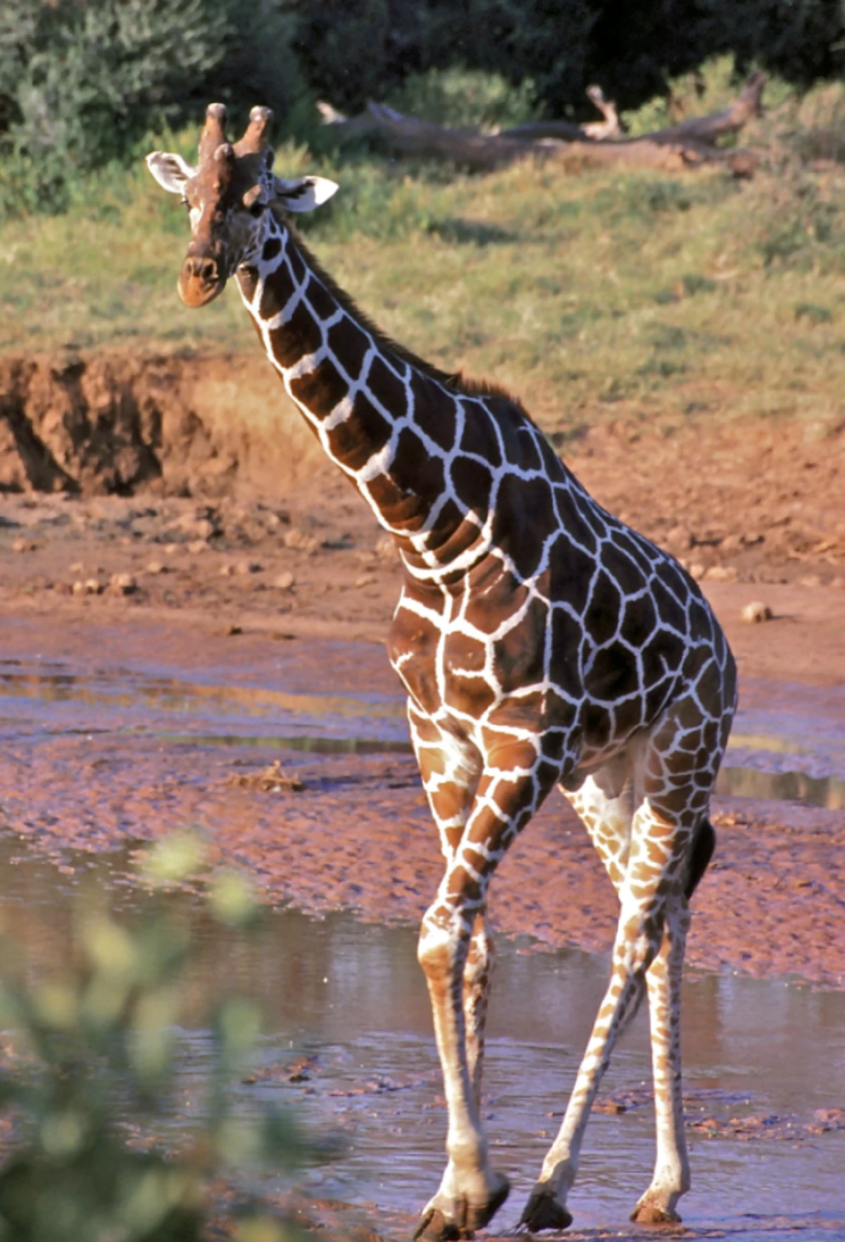 Giraffe | Animals in Movies and TV Shows Wiki | Fandom