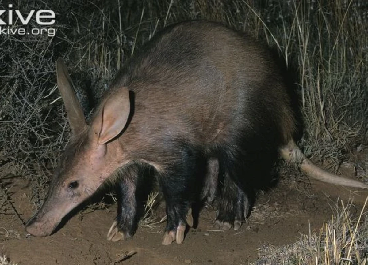 Aardvark | Animals in Movies and TV Shows Wiki | Fandom