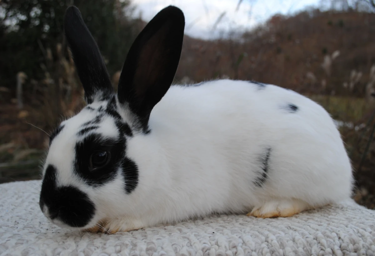 Domestic Rabbit | Animals in Movies and TV Shows Wiki | Fandom