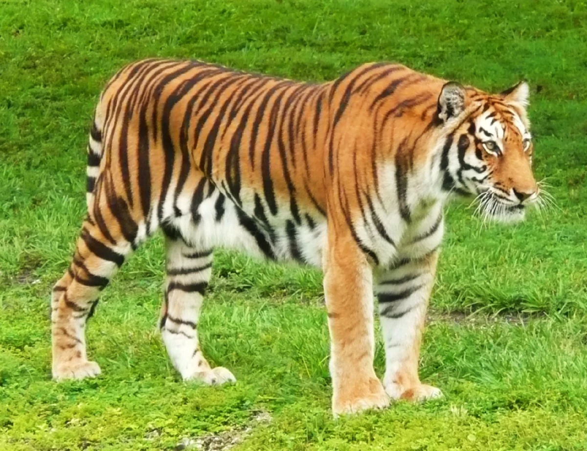 Tiger | Animals in Movies and TV Shows Wiki | Fandom