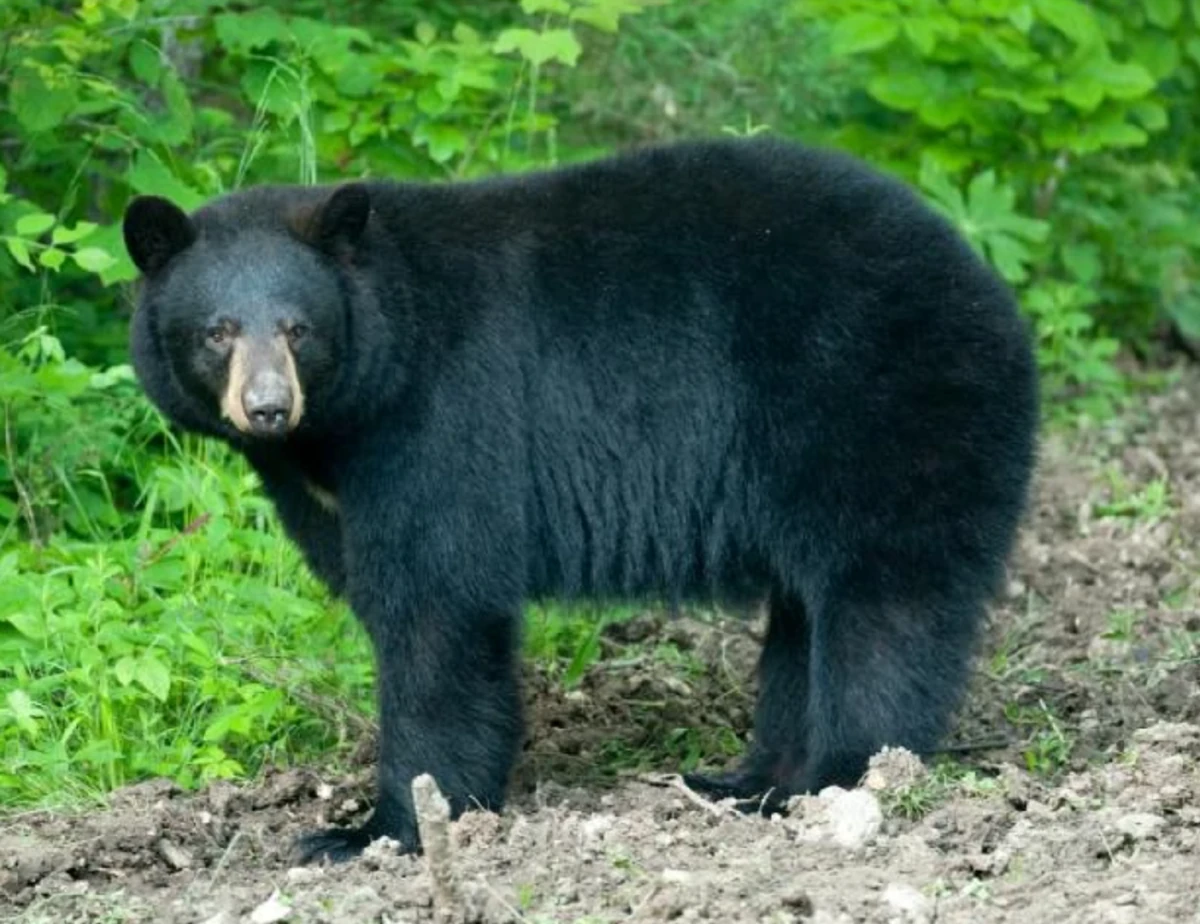 American Black Bear | Animals in Movies and TV Shows Wiki | Fandom