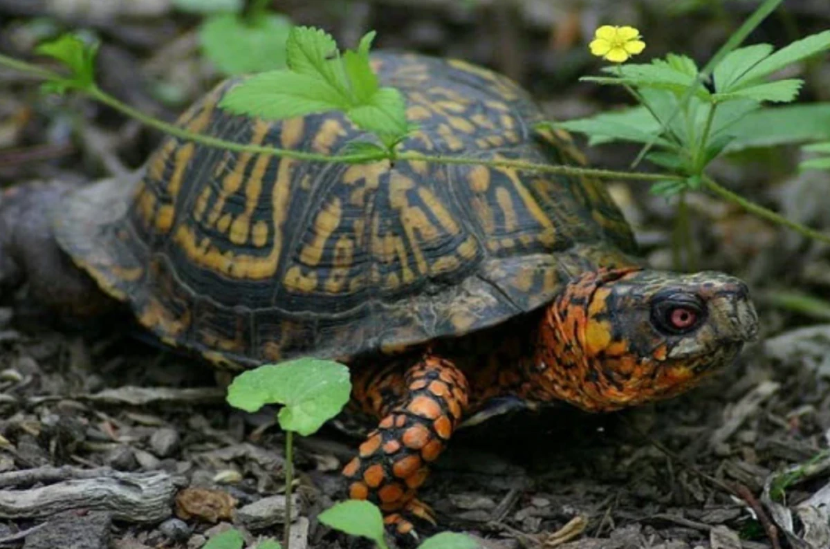 Box Tortoise | Animals in Movies and TV Shows Wiki | Fandom