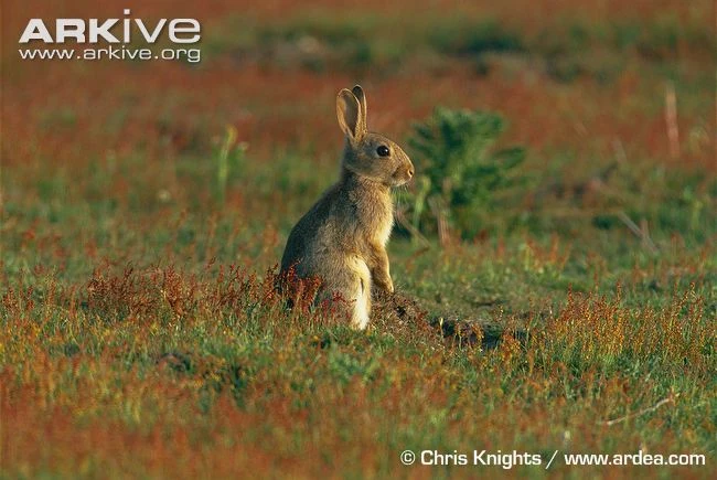 European Rabbit | Animals Wiki | Fandom