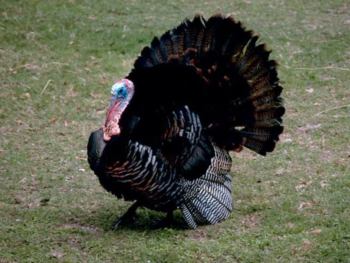 Wild Turkey | Animals Wiki | Fandom