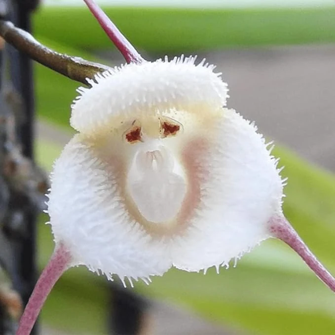 Monkey orchids | Animals In Culture Wiki | Fandom