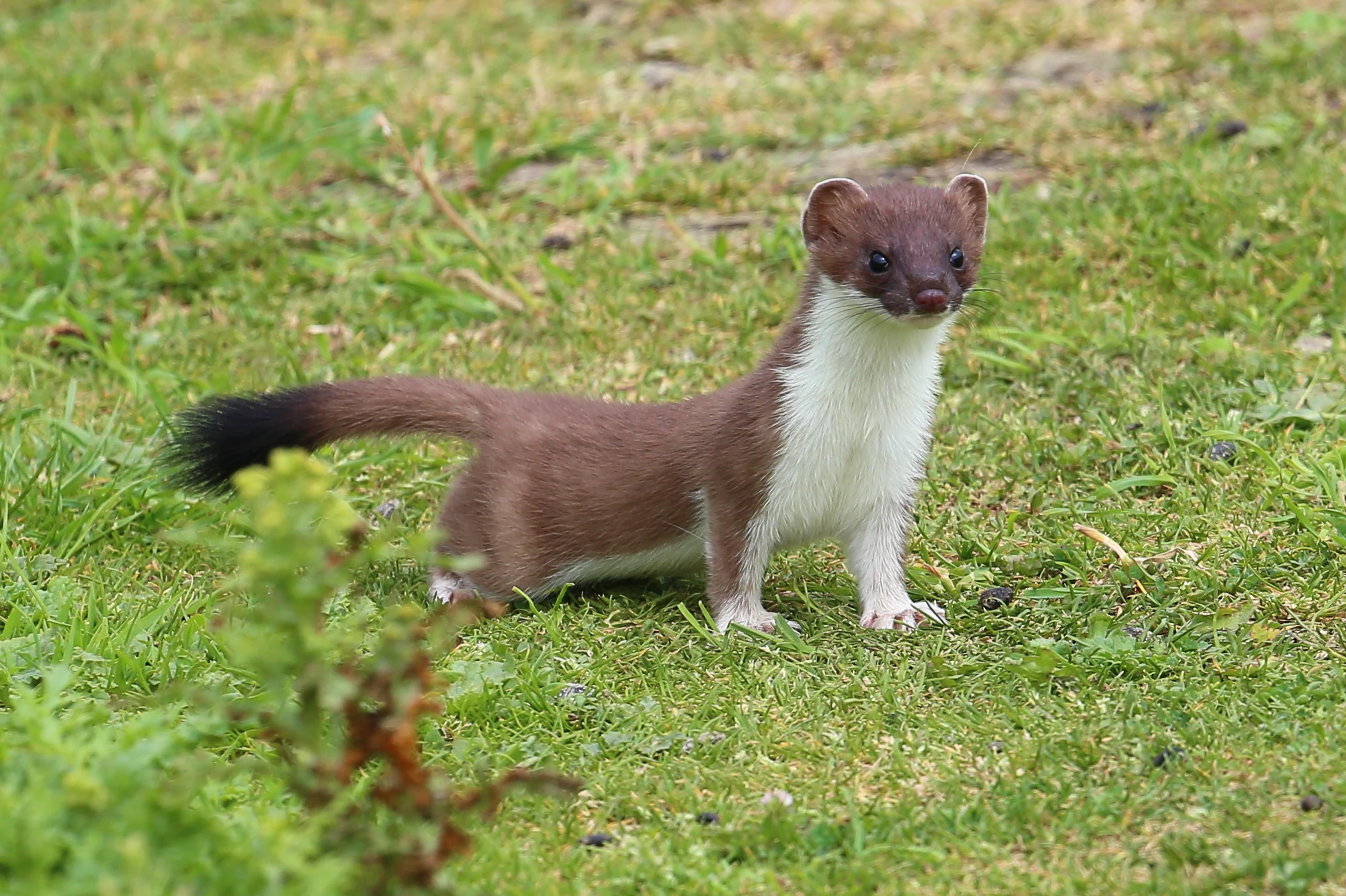 Ermine Stoat Mustela Erminea