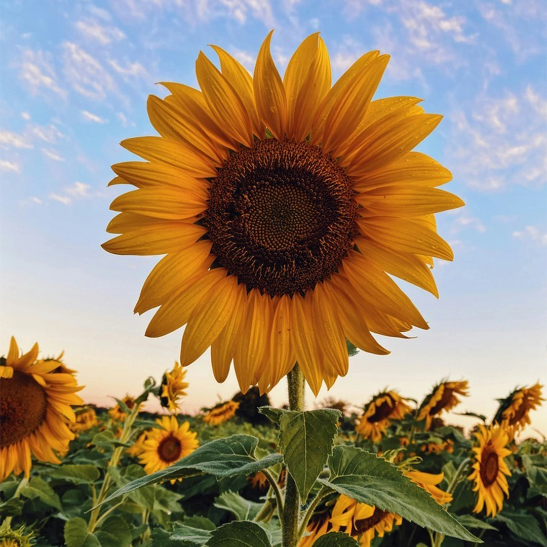 Sunflower | Animals, Mythical Creatures, Plants, And Microbes. Wiki ...
