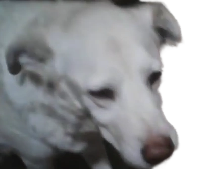 Skyer | Animals Nextbots Wiki | Fandom