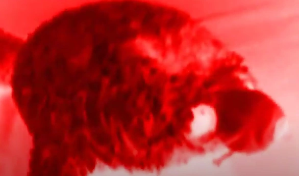 Devil Seal | Animals Nextbots Wiki | Fandom