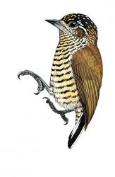 Orinoco Piculet | Animal Database | Fandom