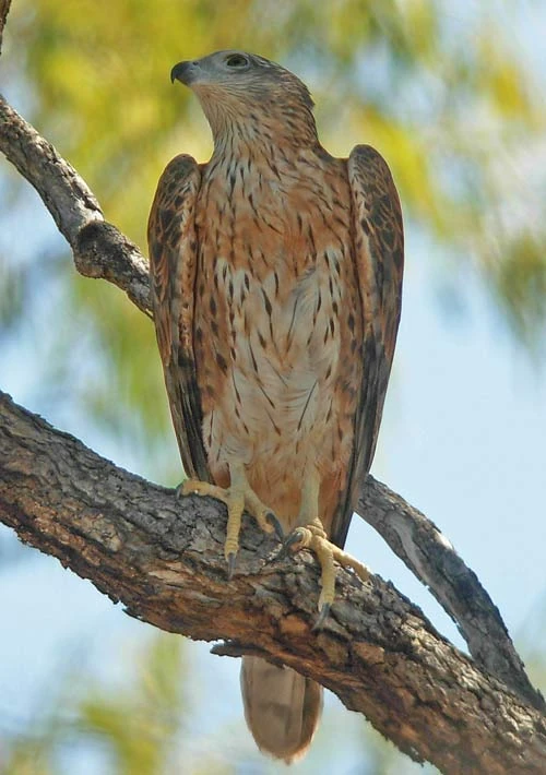 Red Goshawk | Animal Database | Fandom