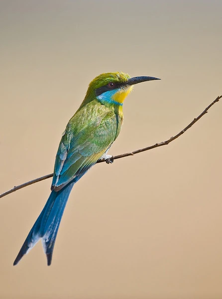 Swallow-tailed Bee-eater | Animal Database | Fandom