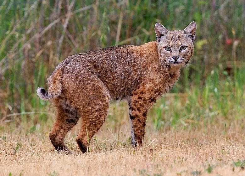 Blynx | Animal Database | Fandom