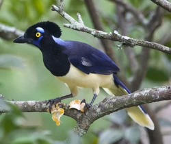 Plush-crested Jay | Animal Database | Fandom