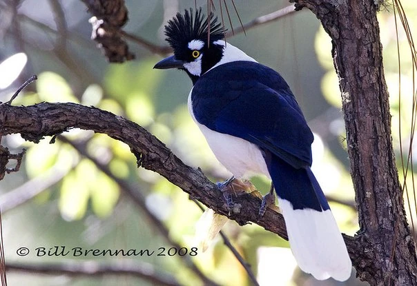 Tufted Jay | Animal Database | Fandom