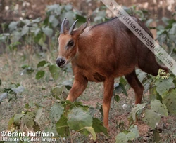 Red Serow | Animal Database | Fandom