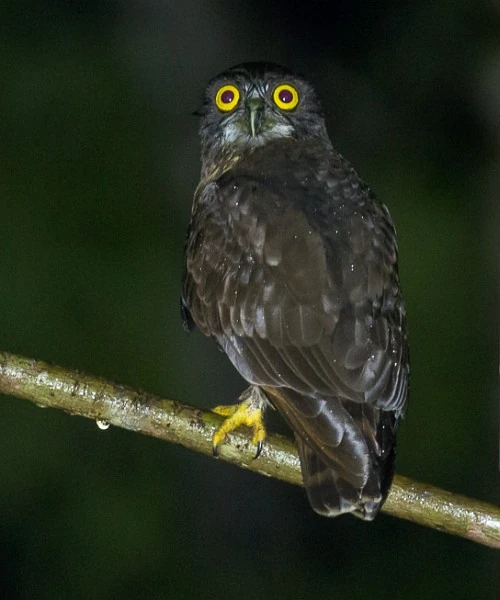 Chocolate Boobook | Animal Database | Fandom