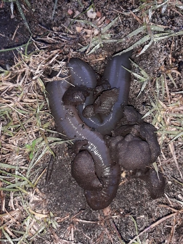 Rapper Giant Earthworm (Microchaetus rappi) | Animal Database | Fandom