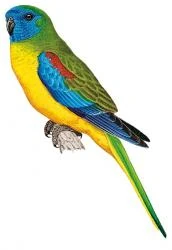 Turquoise Parrot | Animal Database | Fandom