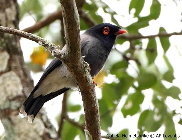 Gabela Helmetshrike | Animal Database | Fandom