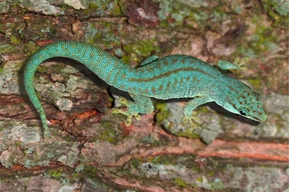 Assumption Island Day Gecko | Animal Database | Fandom