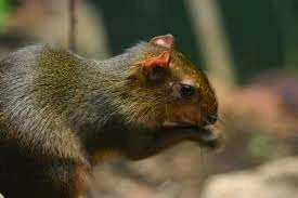 Acouchi | Animal Database | Fandom