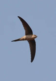 Asian Palm Swift | Animal Database | Fandom