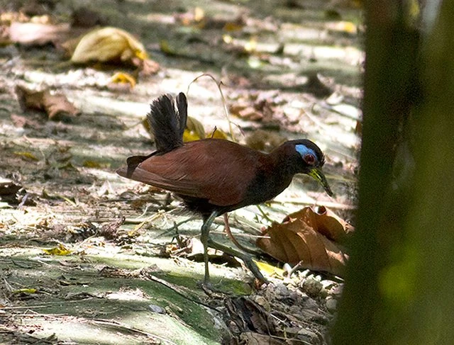 Blue-faced Rail | Animal Database | Fandom