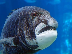 Black Musselcracker | Animal Database | Fandom