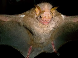 Wrinkle-faced Bat | Animal Database | Fandom