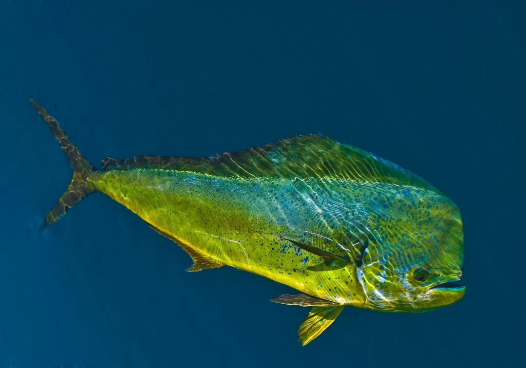 Mahi-mahi | Animal Database | Fandom