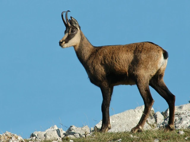 Chamois | Animal Database | Fandom