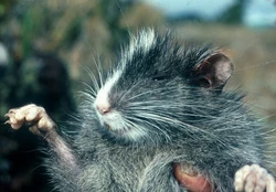 Asháninka Arboreal Chinchilla Rat | Animal Database | Fandom