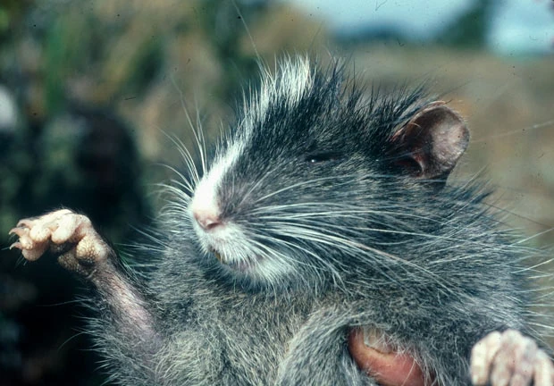 Category:Abrocomidae | Animal Database | Fandom