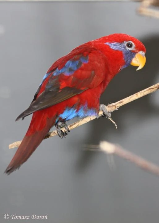 Blue-eared Lory | Animal Database | Fandom