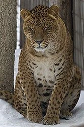 Liguar | Animal Database | Fandom