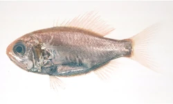 West Pacific Luminous Roughy | Animal Database | Fandom