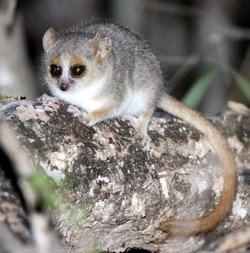 Reddish-gray Mouse Lemur | Animal Database | Fandom