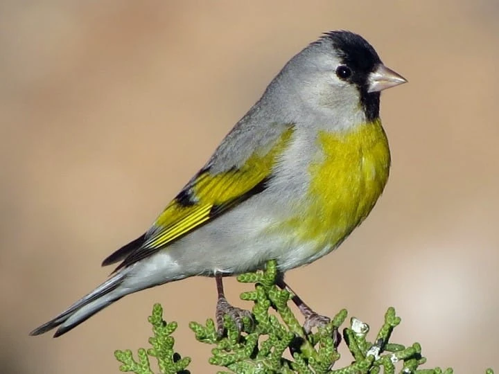 Lawrence's Goldfinch | Animal Database | Fandom