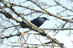 Common Raven | Animal Database | Fandom