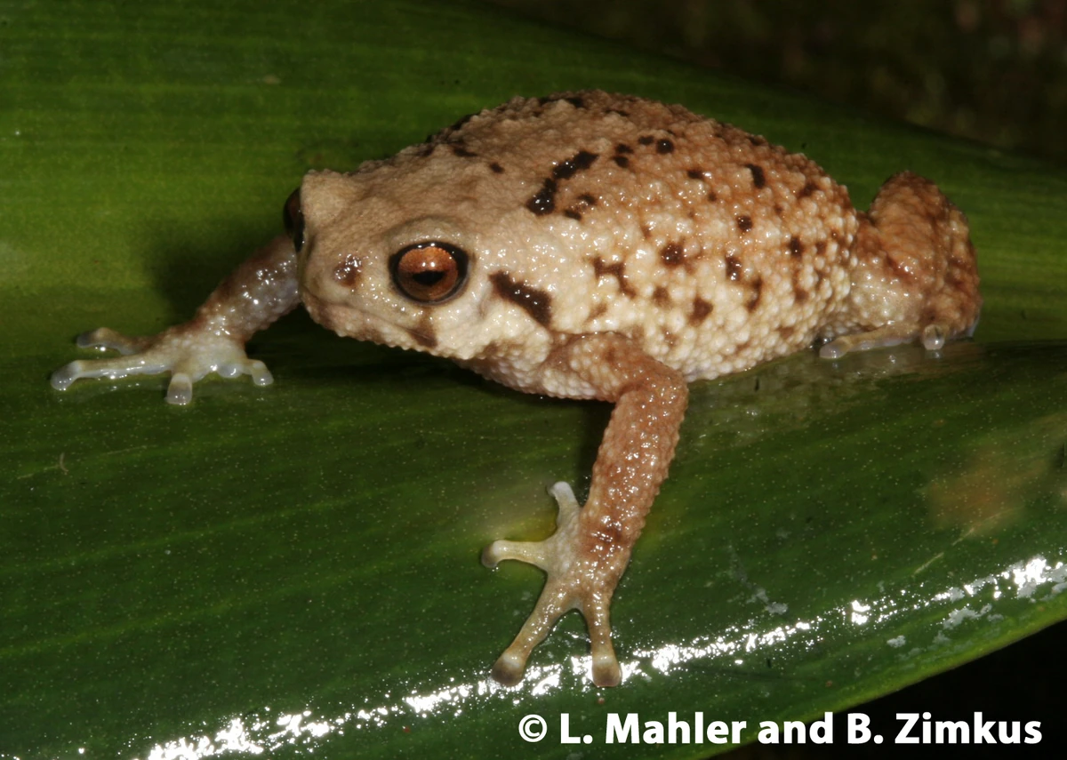 Mazumbai Warty Frog | Animal Database | Fandom