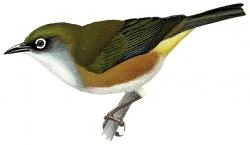 White-chested White-eye | Animal Database | Fandom