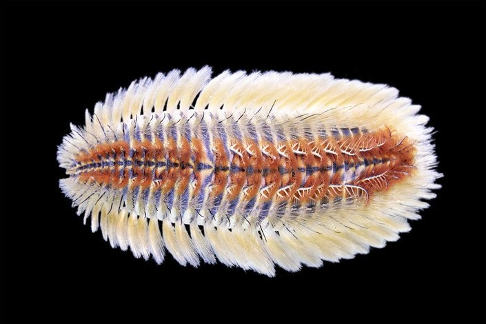 Small Fire Worm (Chloeia parva) | Animal Database | Fandom