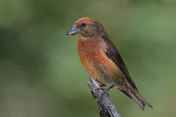 Crossbill | Animal Database | Fandom