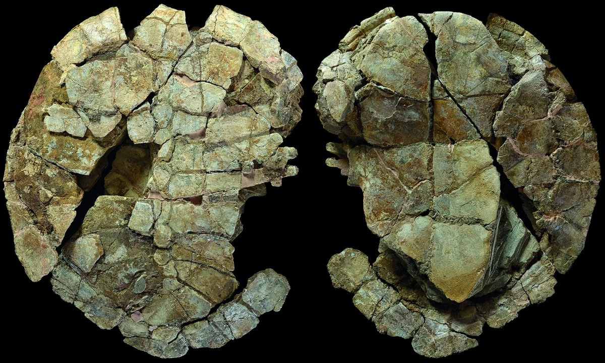 Sindhochelys | Animal Database | Fandom