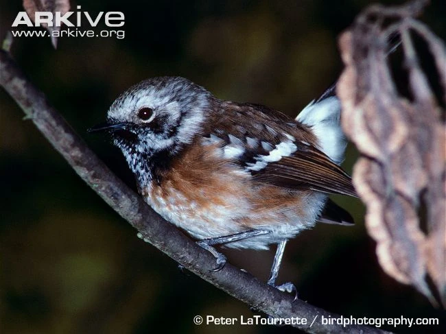 Hawaiʻi ‘Elepaio | Animal Database | Fandom