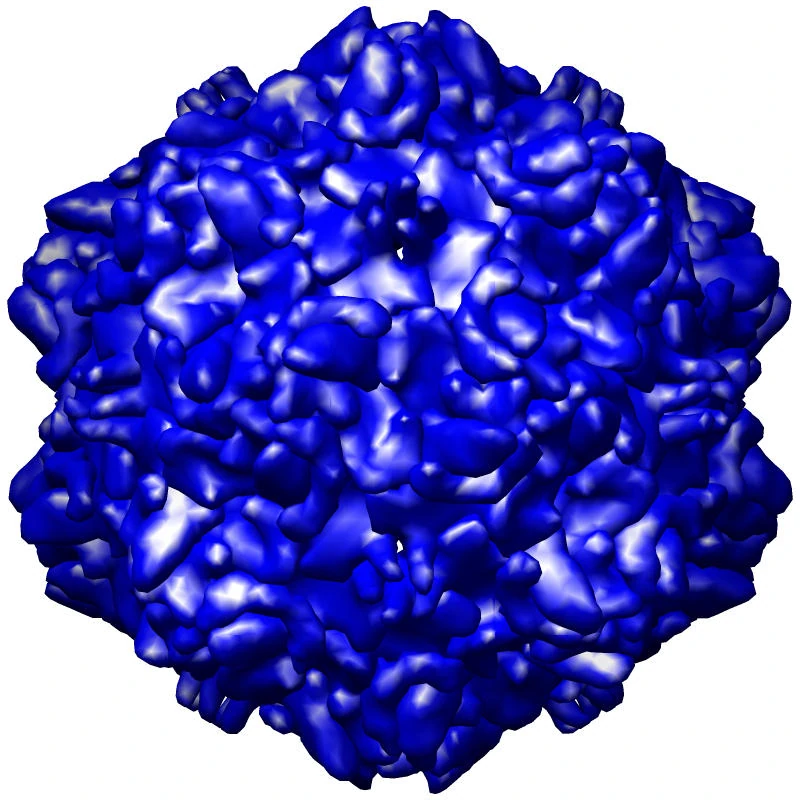 Porcine circovirus | Animal Database | Fandom