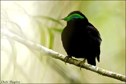 Velvet Asity | Animal Database | Fandom