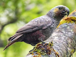 New Zealand Kākā | Animal Database | Fandom