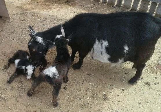 Lacy | Animal Database | Fandom